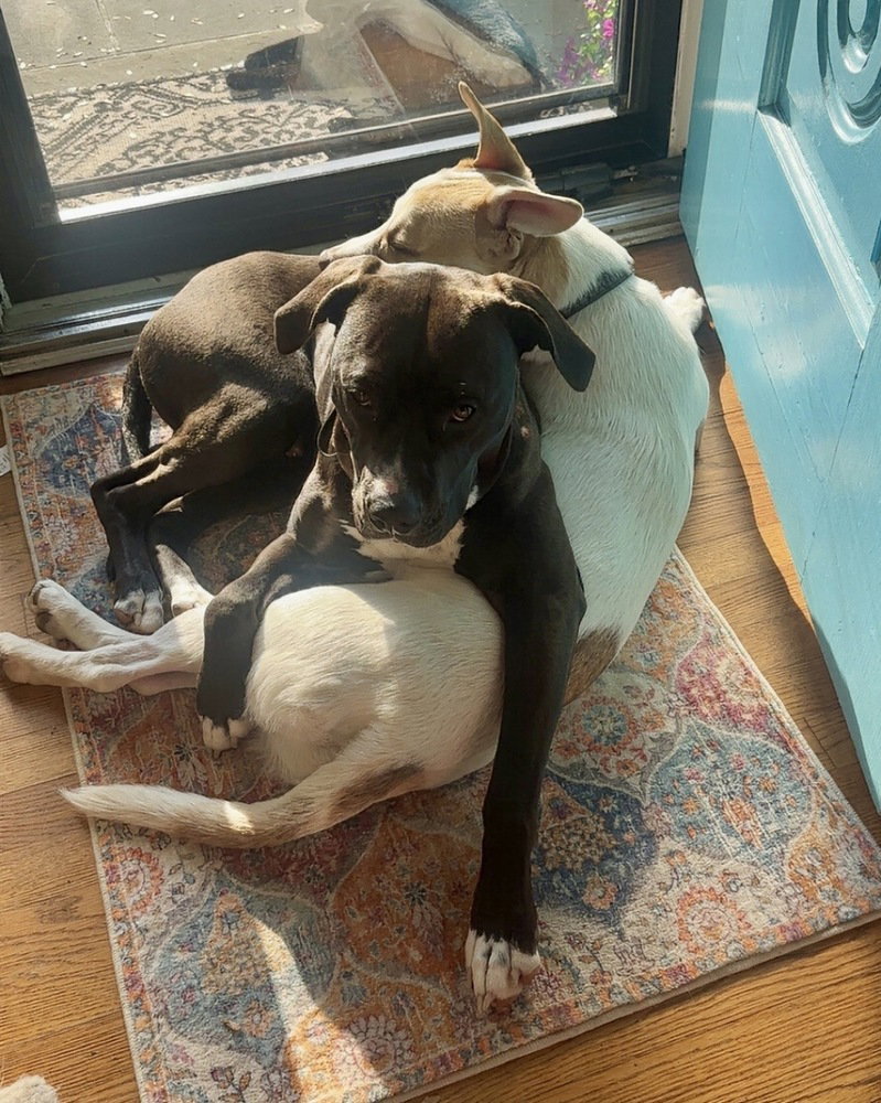 Dog for Adoption - AC - Bayou (Water Litter), a American Pit Bull ...