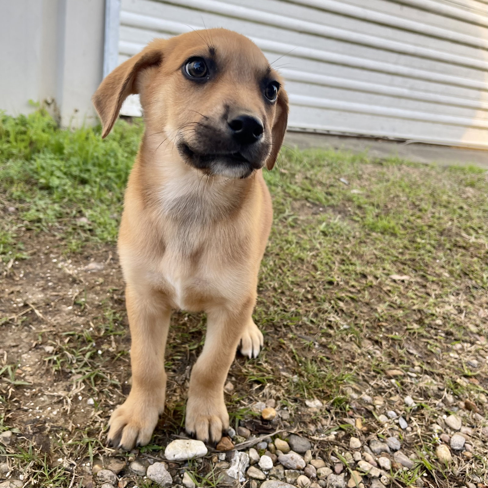 Dog for Adoption - Smitty, a Labrador Retriever in Tangipahoa Parish ...