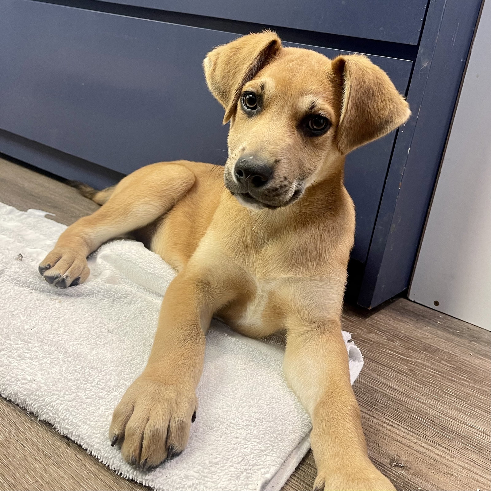 Dog for Adoption - Smitty, a Labrador Retriever in Central, LA | Alpha Paw