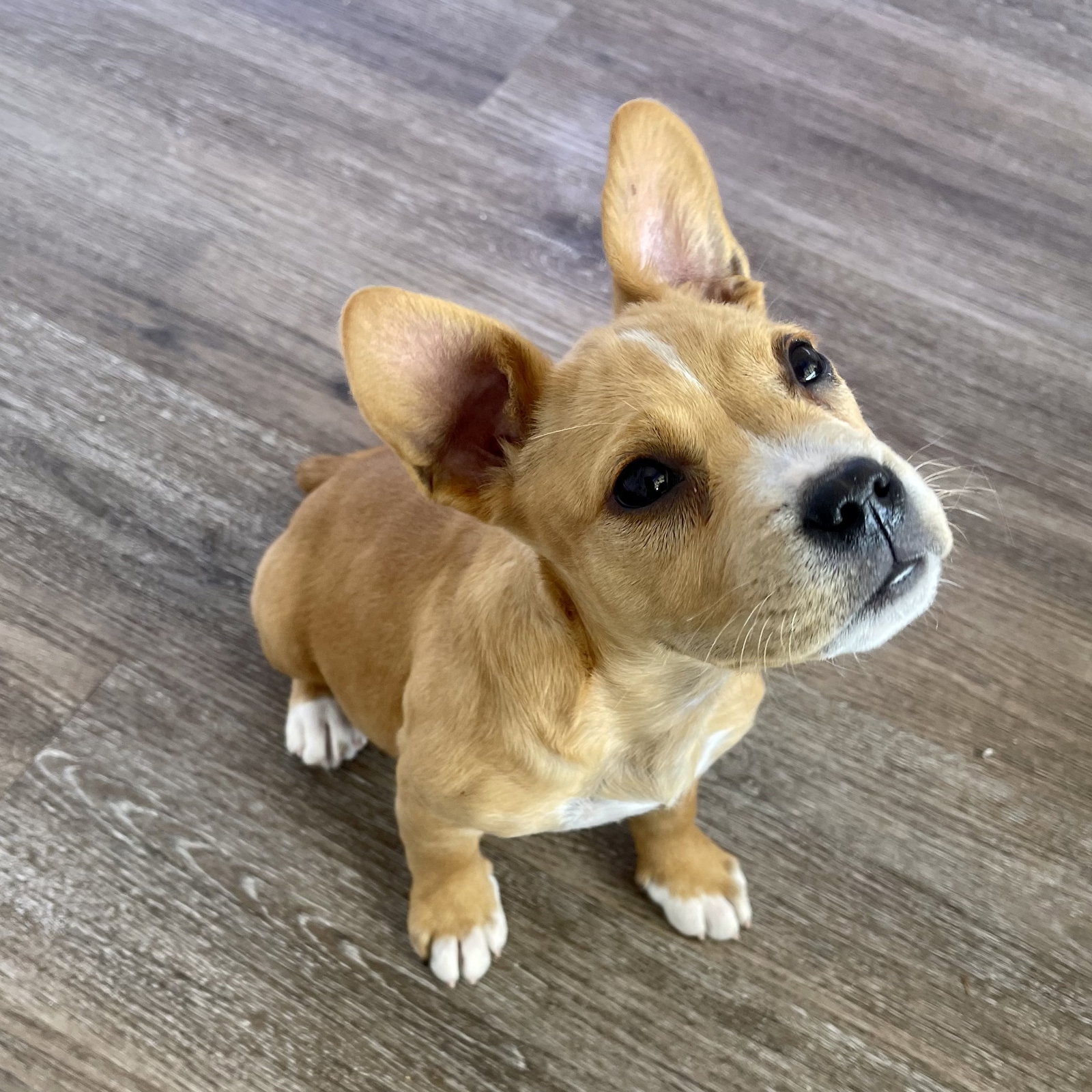 Dog for Adoption - Valentina, a Pit Bull Terrier in Killian, LA | Alpha Paw