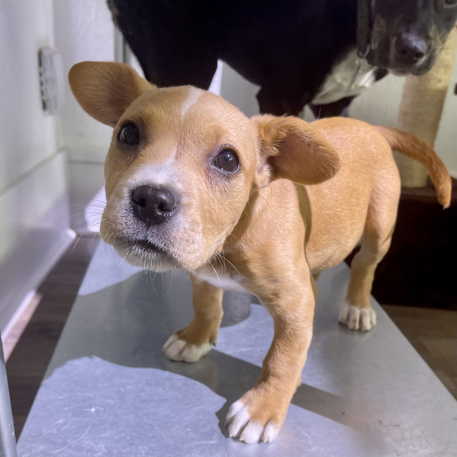 Dog for Adoption - Valentina, a Pit Bull Terrier in Killian, LA | Alpha Paw