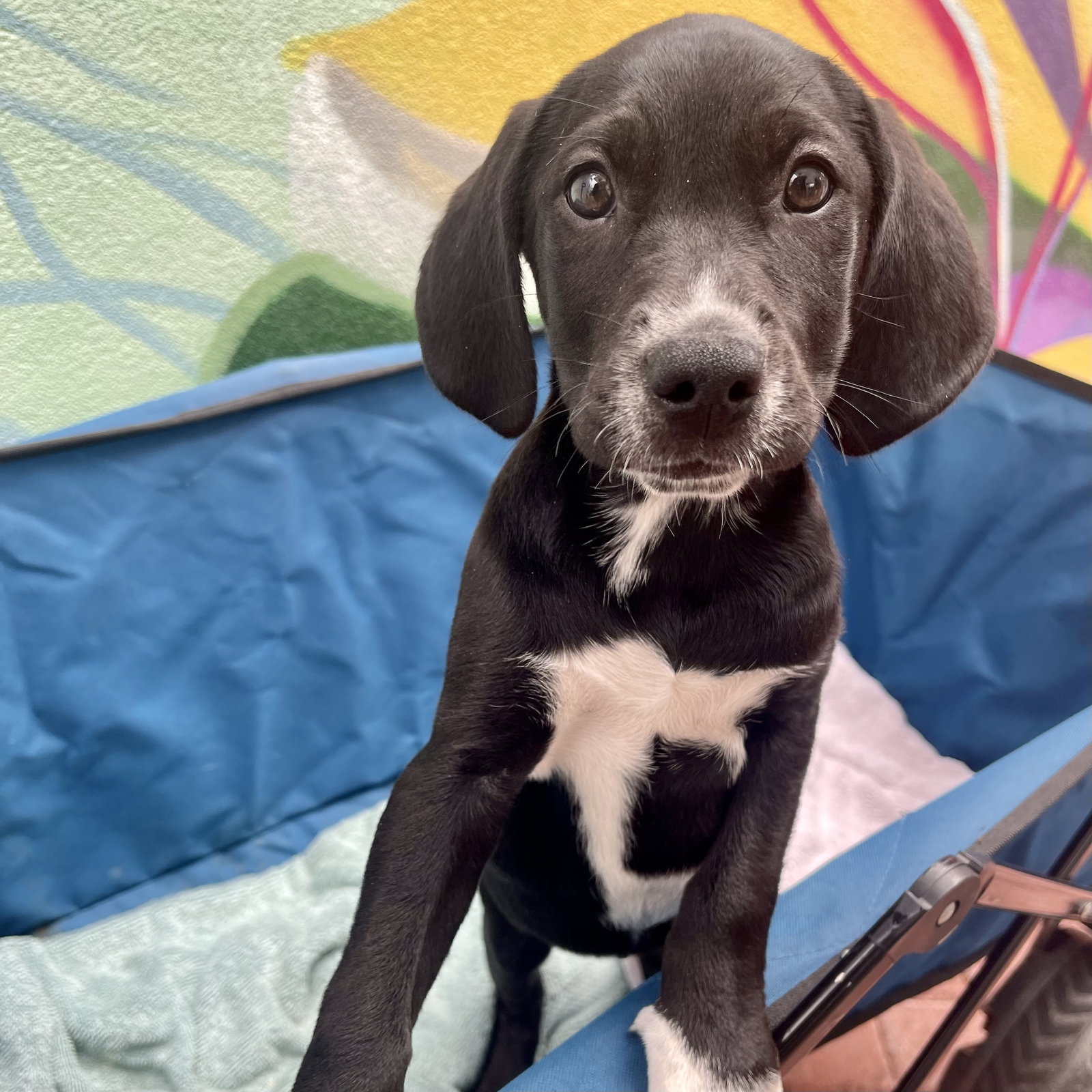 Dog for Adoption - Ruby, a Labrador Retriever in Denham Springs, LA ...