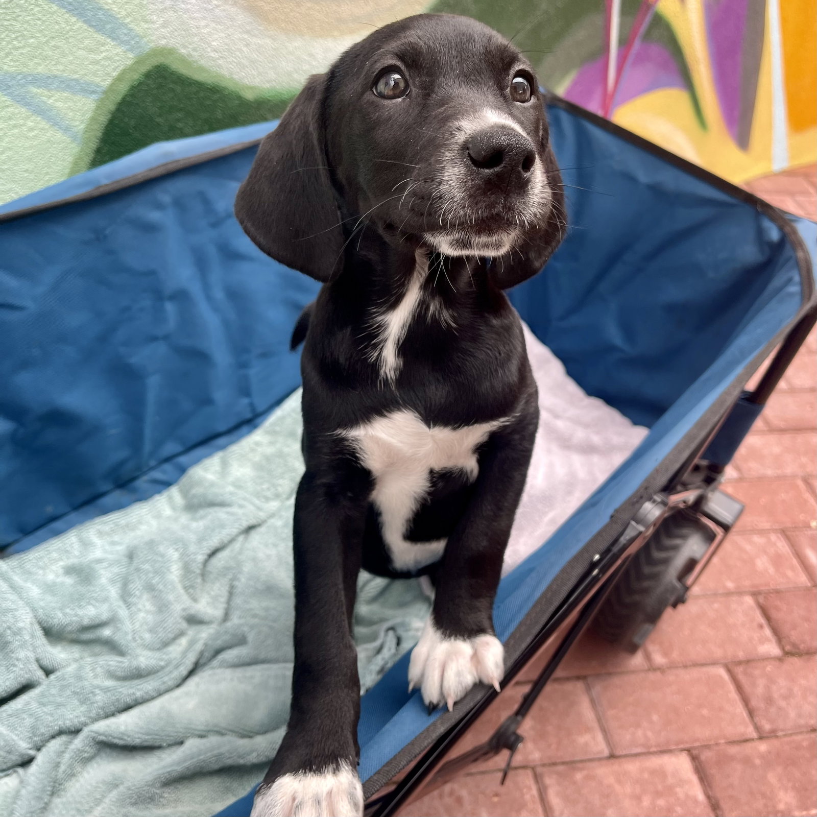 Dog for Adoption - Ruby, a Labrador Retriever in Denham Springs, LA ...