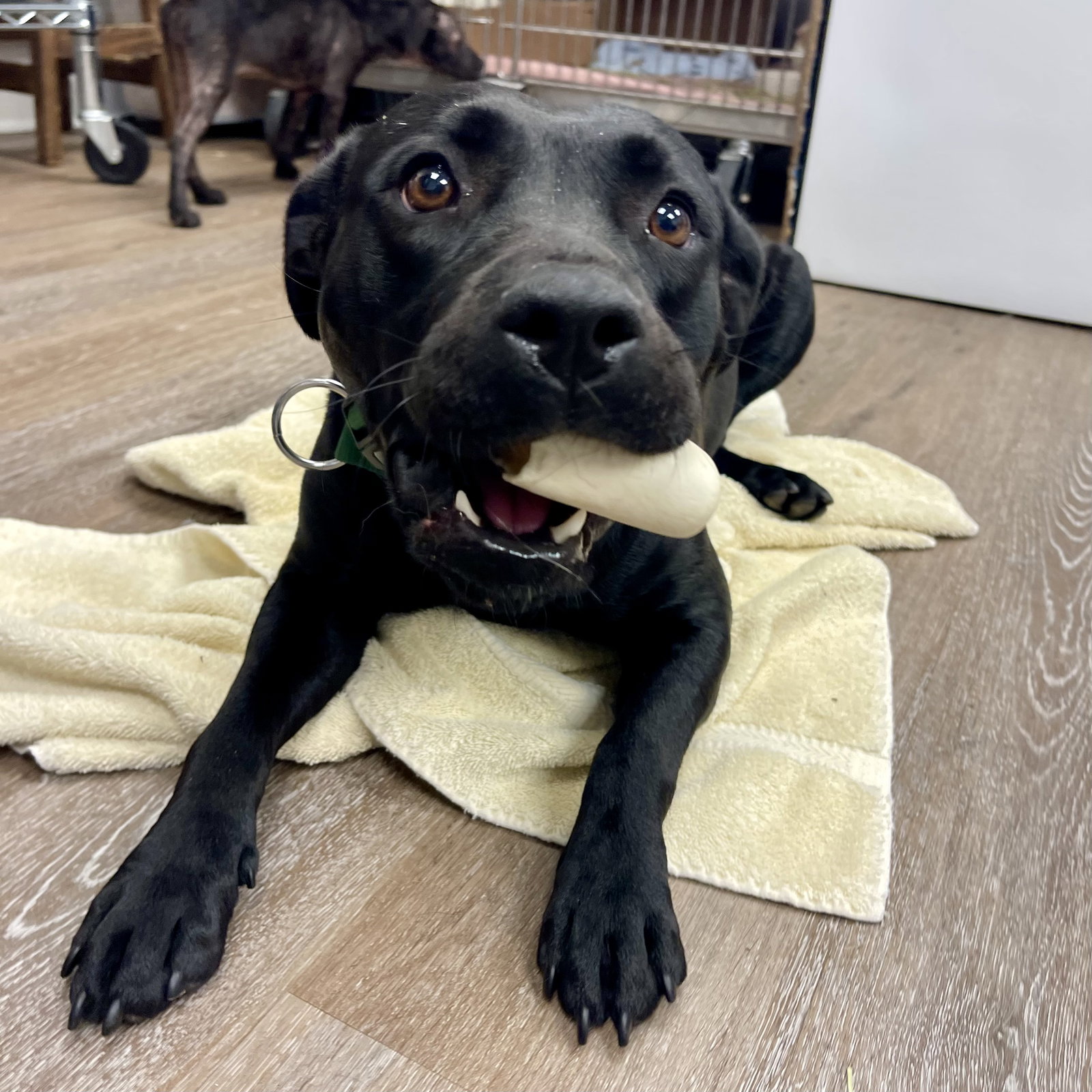 Dog for Adoption - Cooper, a Pit Bull Terrier in Franklinton, LA ...