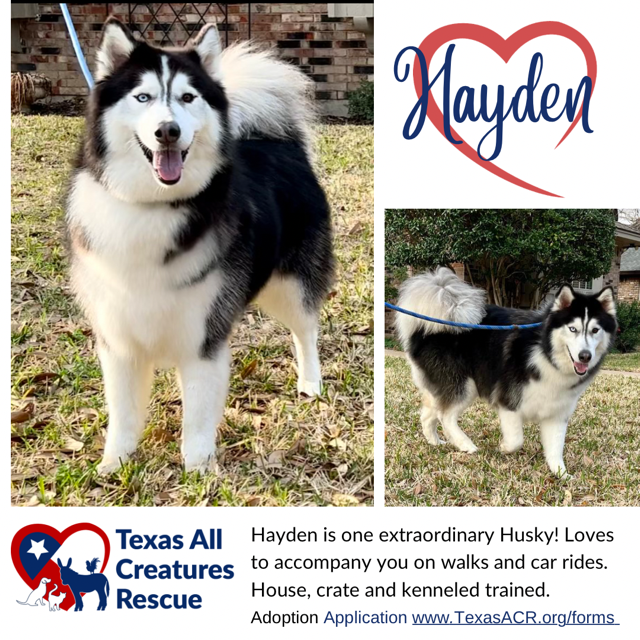 Dog for Adoption - Hayden, a Husky in Somervell County, TX | Alpha Paw