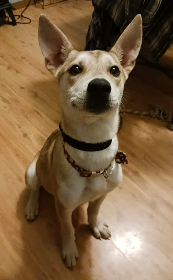 Dog for Adoption - Heidi, a German Shepherd Dog in Combined Locks, WI ...