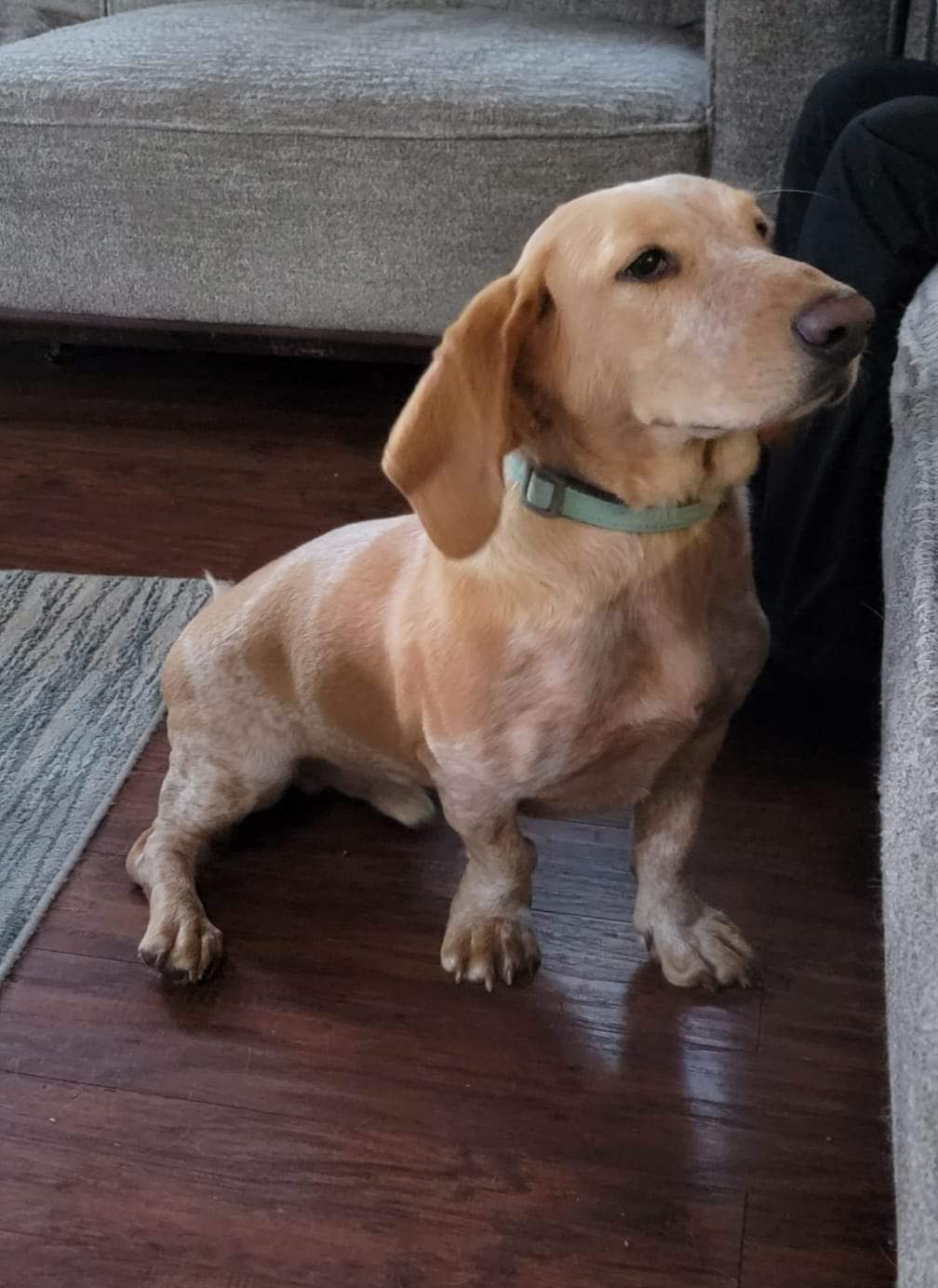 Dog for Adoption - Buster, a Basset Hound in Saint Peter, WI | Alpha Paw