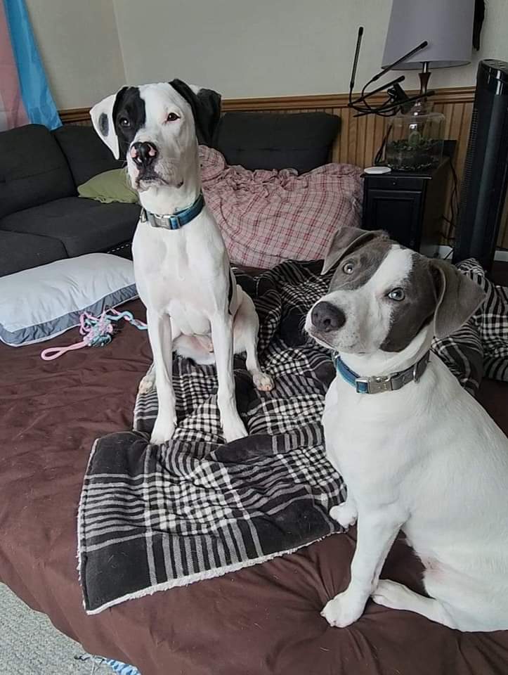 Dog for Adoption - Louie, a Dogo Argentino in Combined Locks, WI ...