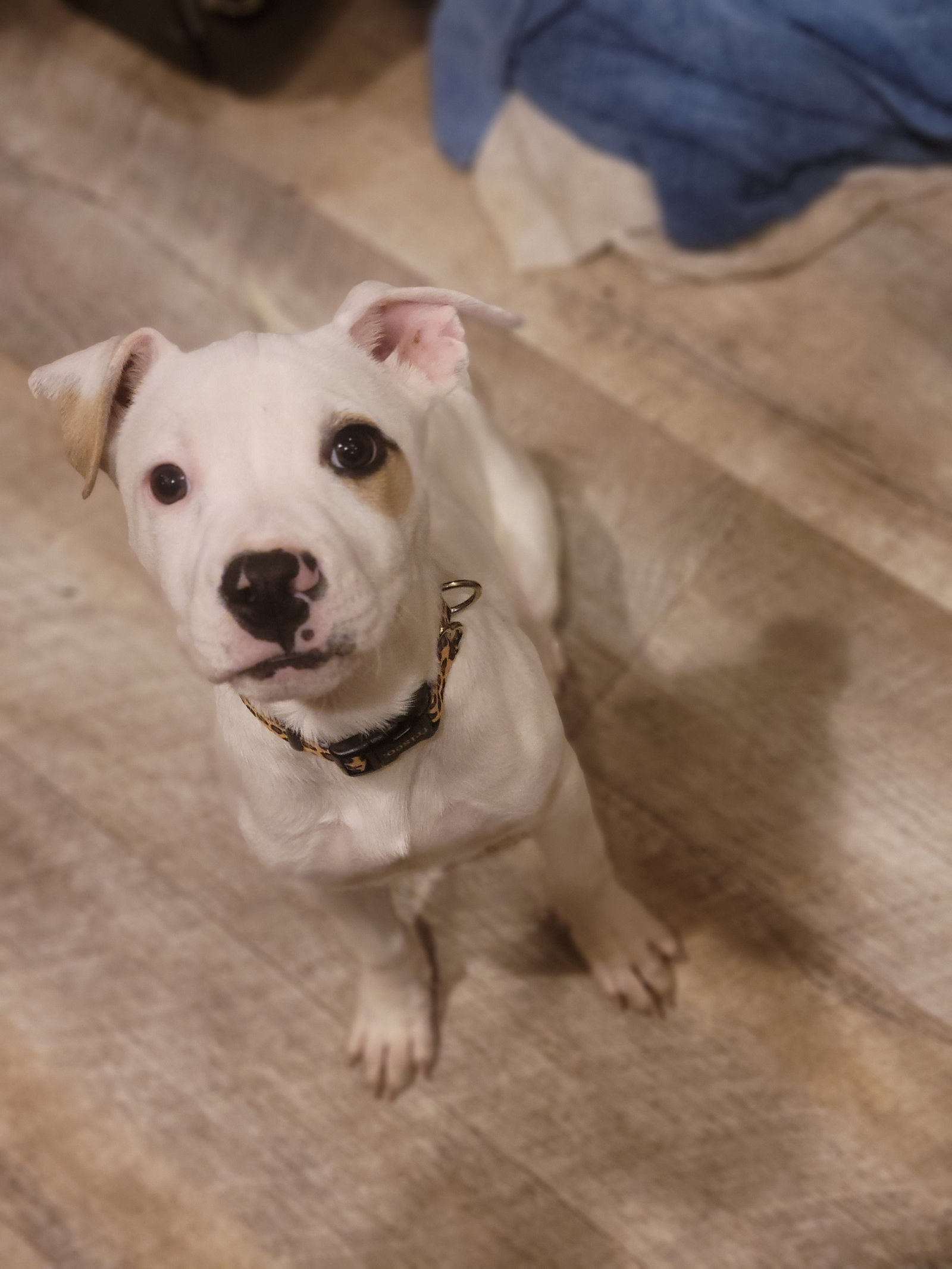 Dog for Adoption - Clara, a American Pit Bull Terrier in Oshkosh, WI ...