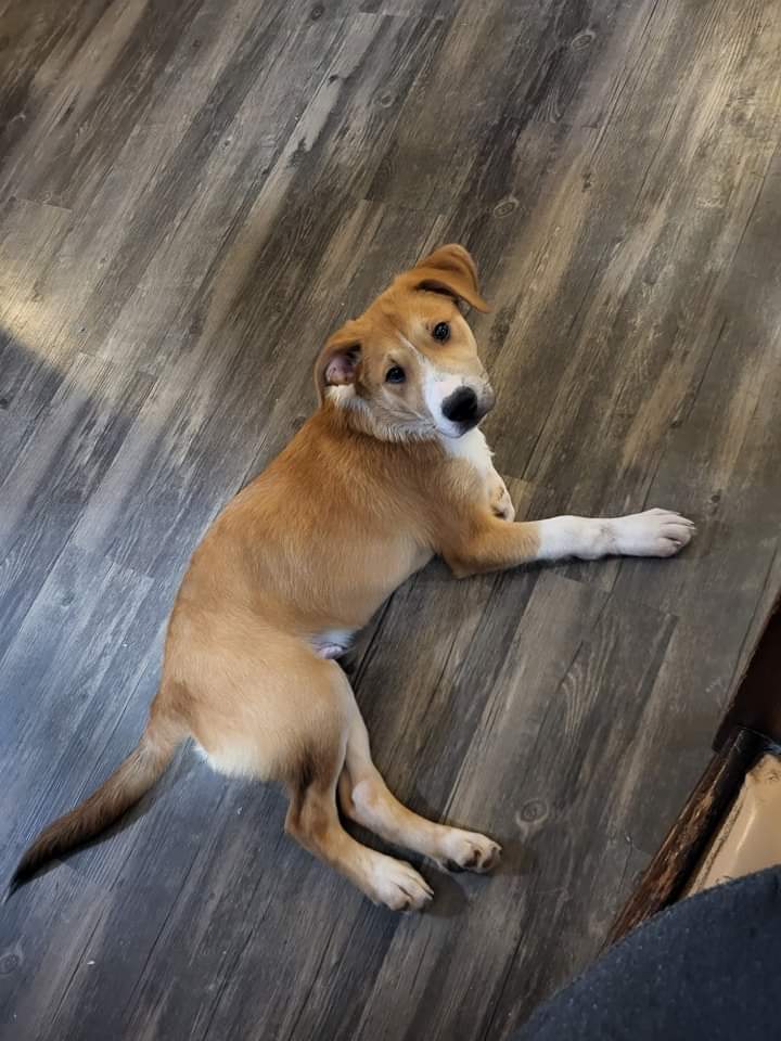 Dog for Adoption - Ren, a Labrador Retriever in Appleton, WI | Alpha Paw