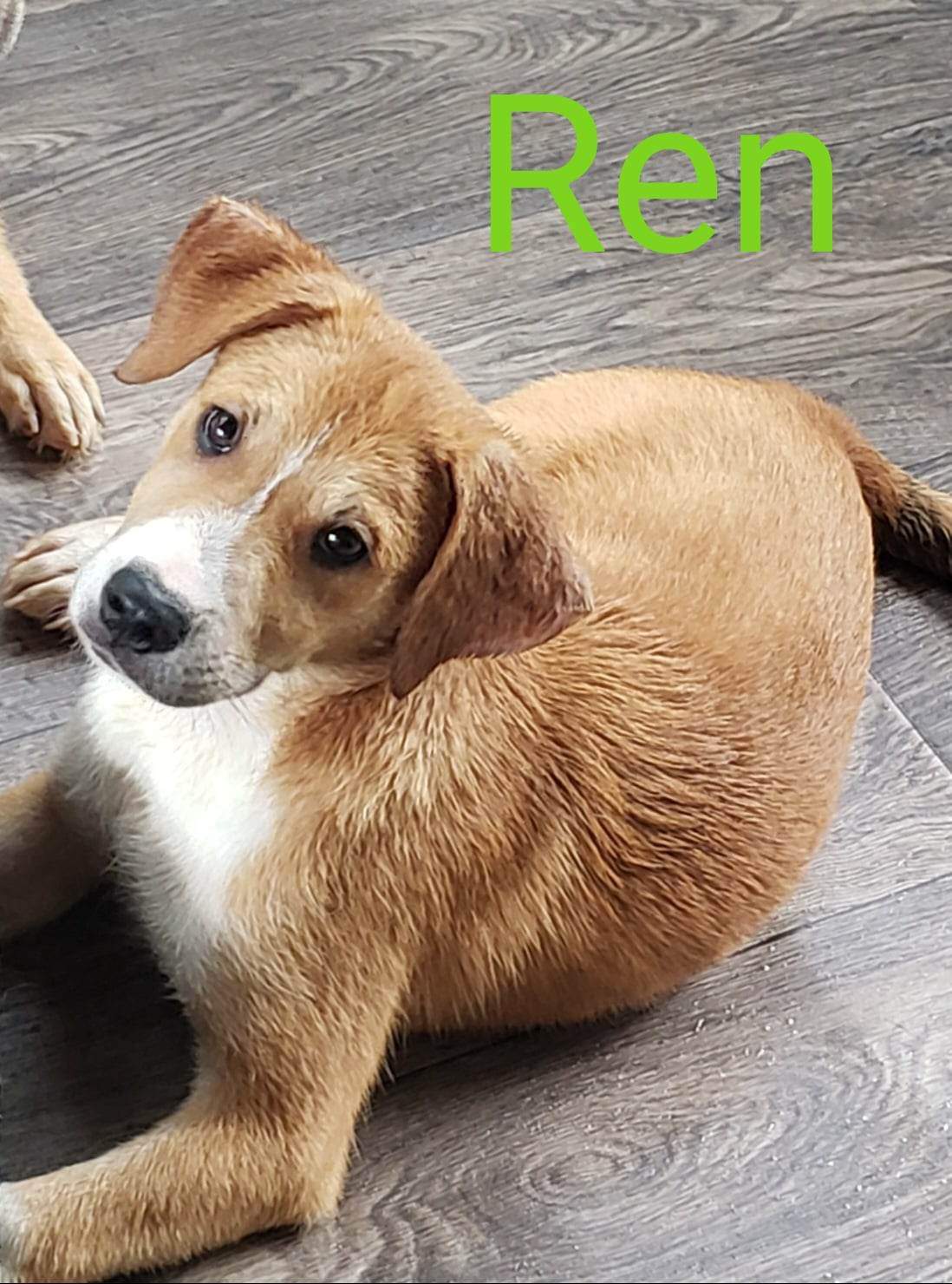 Dog for Adoption - Ren, a Labrador Retriever in Appleton, WI | Alpha Paw