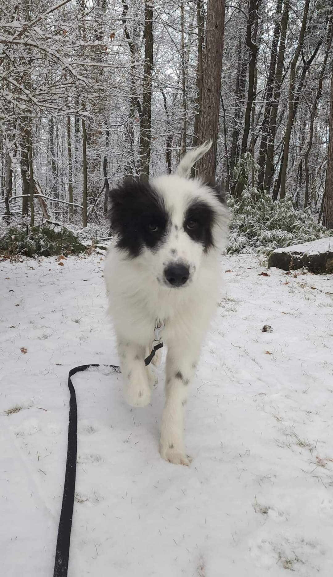 Dog for Adoption - Panda, a Australian Shepherd in Green Bay, WI ...