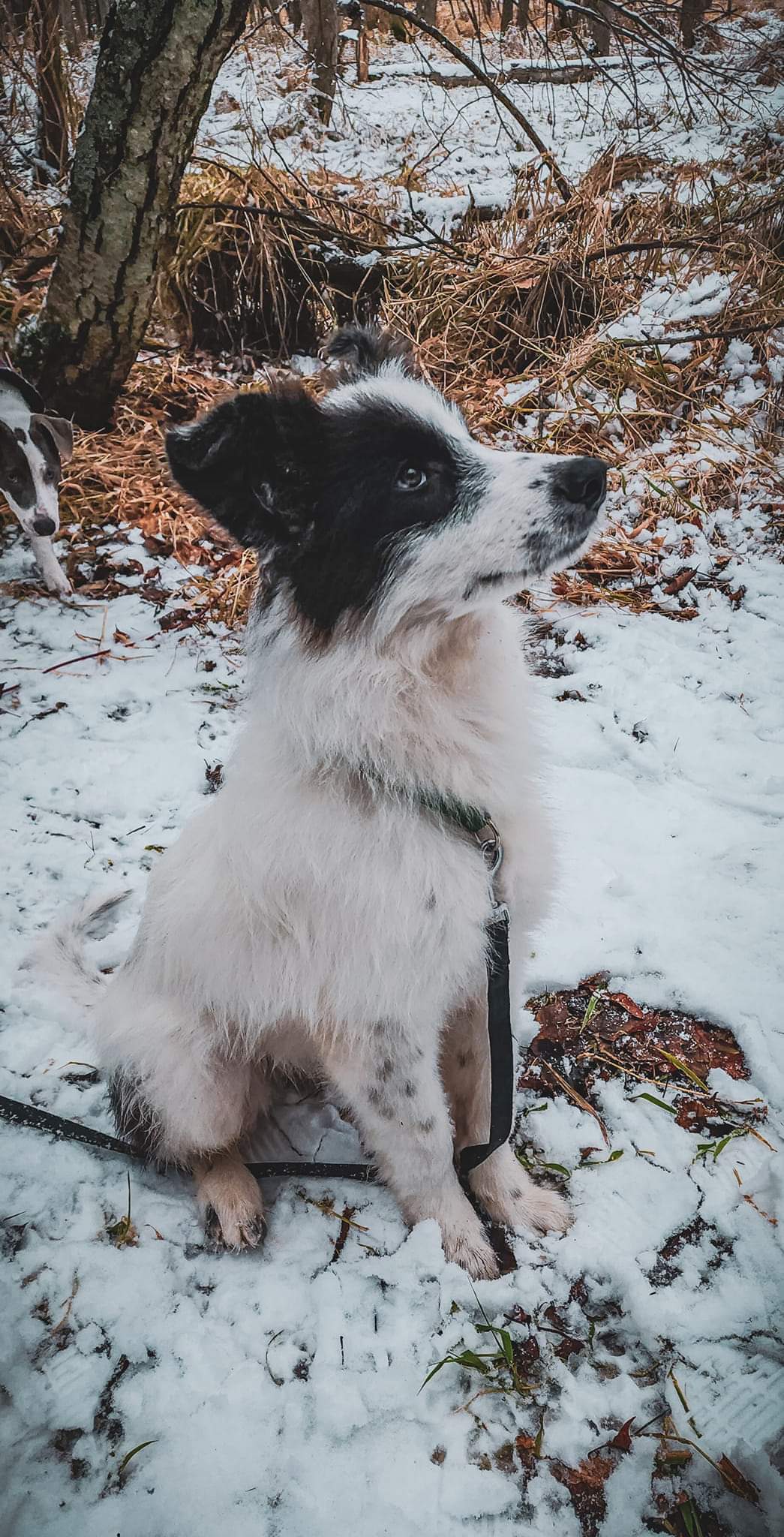 Dog for Adoption - Panda, a Australian Shepherd in Green Bay, WI ...