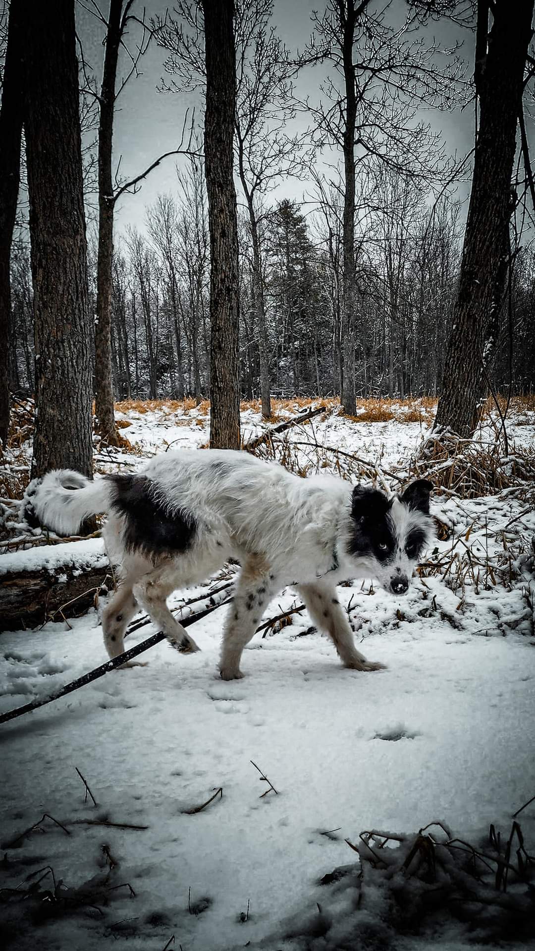 Dog for Adoption - Panda, a Australian Shepherd in Green Bay, WI ...