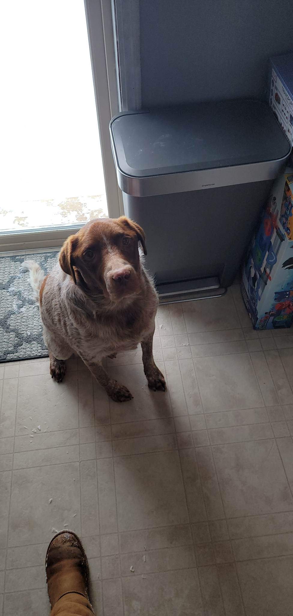 Dog for Adoption - Frederick, a Pointer in Menasha, WI | Alpha Paw
