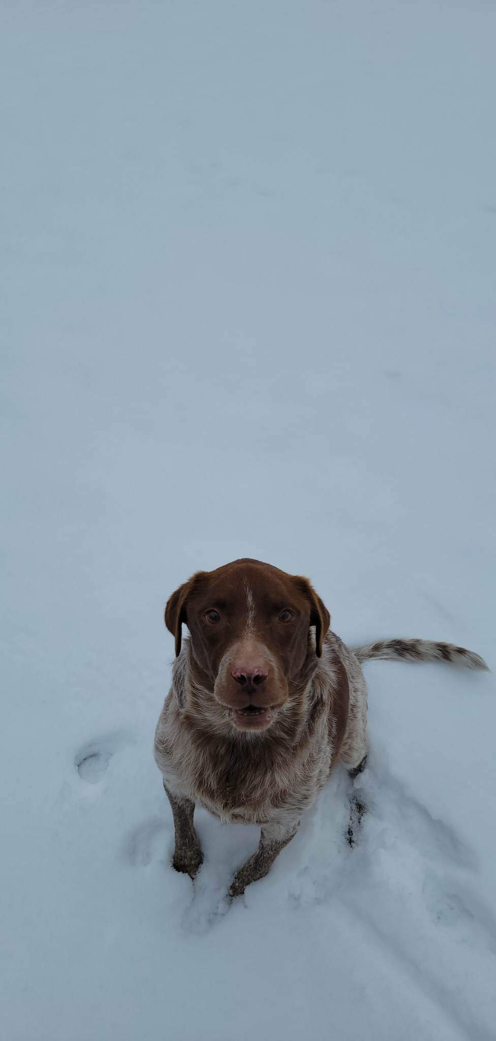 Dog for Adoption - Frederick, a Pointer in Menasha, WI | Alpha Paw