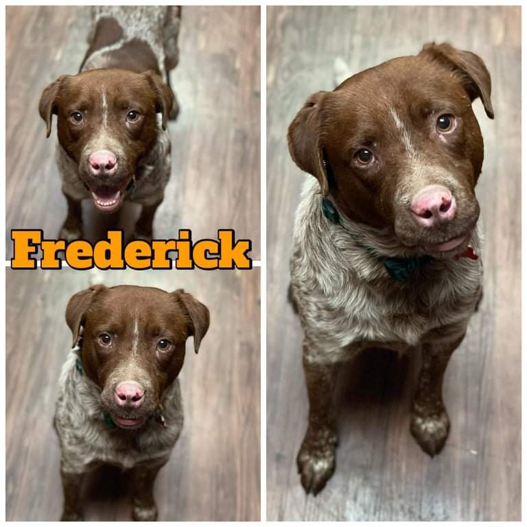 Dog for Adoption - Frederick, a Pointer in Menasha, WI | Alpha Paw