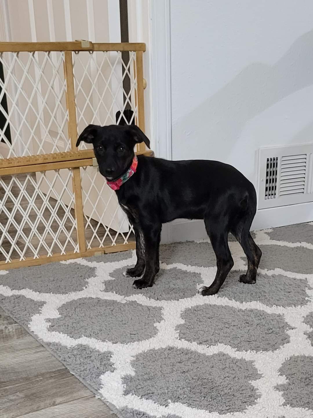 Dog for Adoption - Holly, a Labrador Retriever in Fond Du Lac County, WI | Alpha Paw