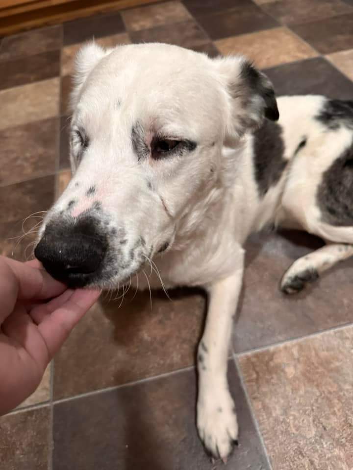 Dog for Adoption - Creed *deaf* one eye, a Australian Shepherd in ...