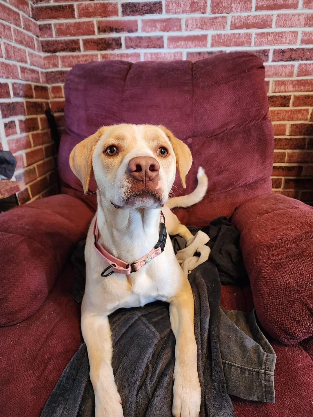 Dog for Adoption - Caitlin, a Labrador Retriever in Belle Plaine, WI ...