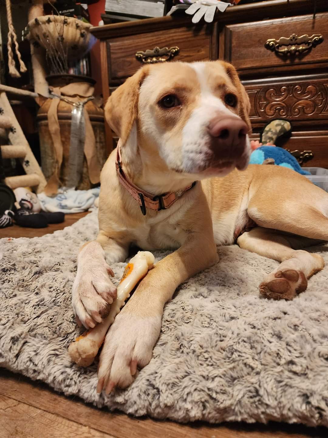 Dog for Adoption - Caitlin, a Labrador Retriever in Belle Plaine, WI ...