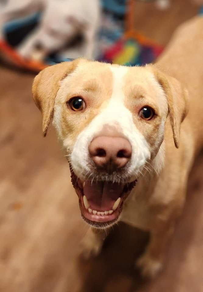 Dog for Adoption - Caitlin, a Labrador Retriever in Belle Plaine, WI ...