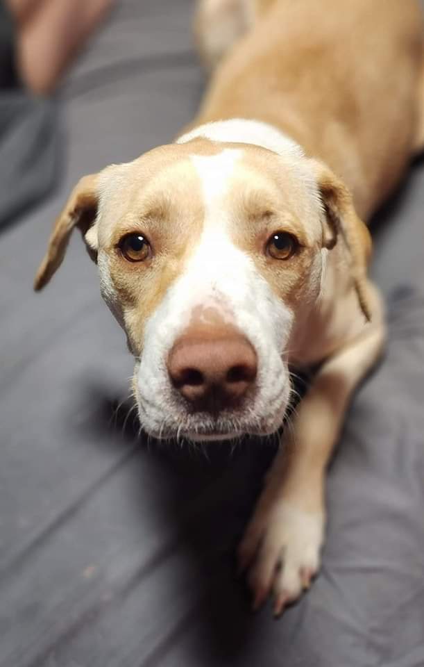 Dog for Adoption - Caitlin, a Labrador Retriever in Belle Plaine, WI ...