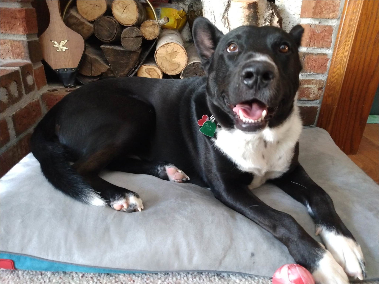Dog for Adoption - Jack, a Border Collie in Waupaca, WI | Alpha Paw