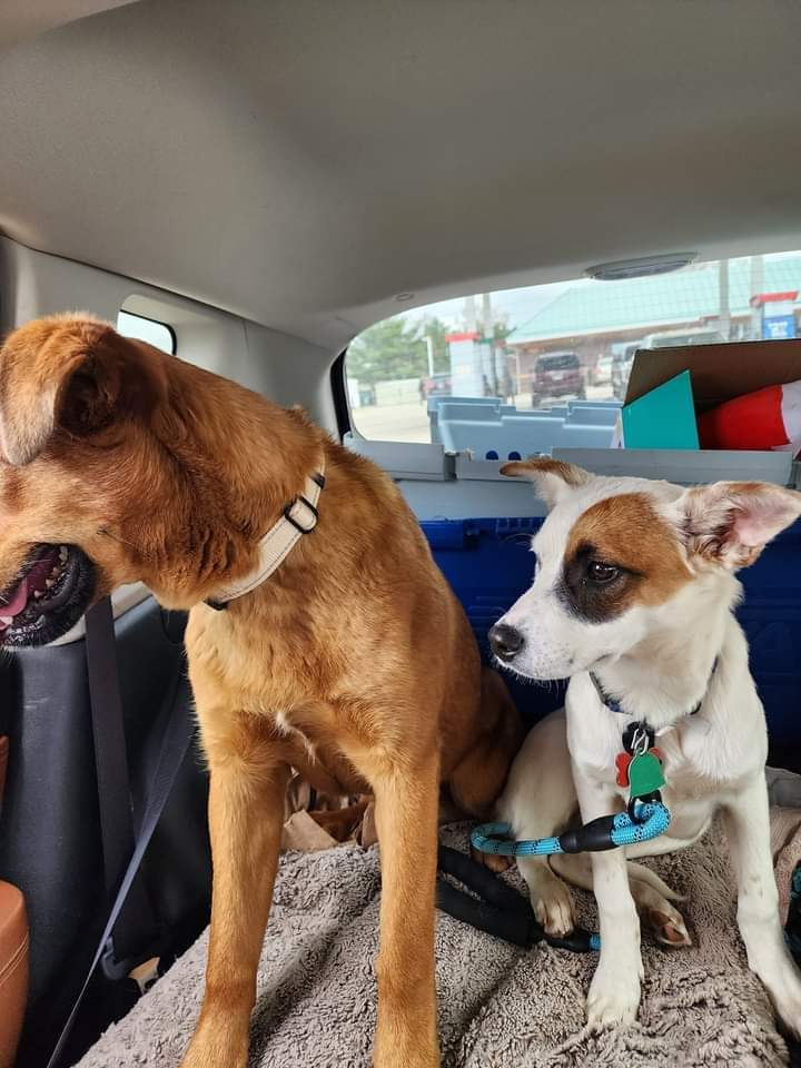 Dog for Adoption - Winnie The Pooh, a Australian Cattle Dog/Blue Heeler ...