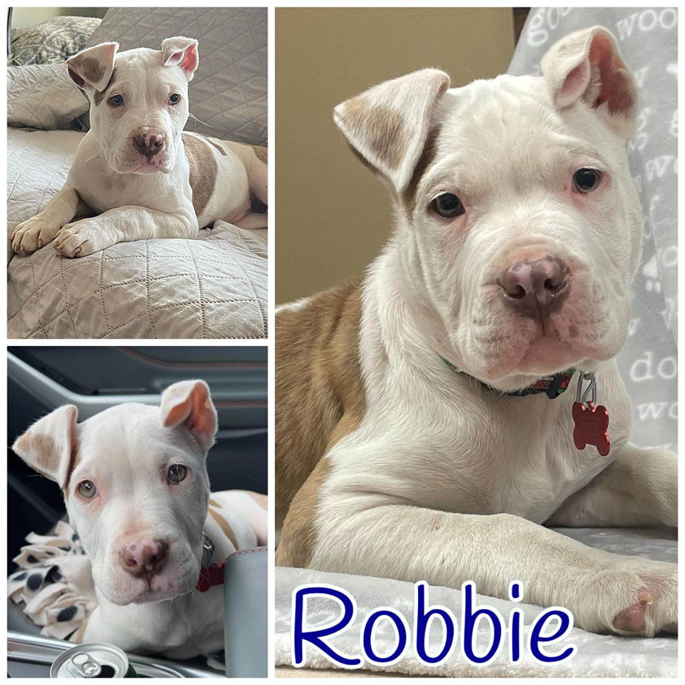 Dog for Adoption - Robbie, a American Pit Bull Terrier in Saint Peter ...