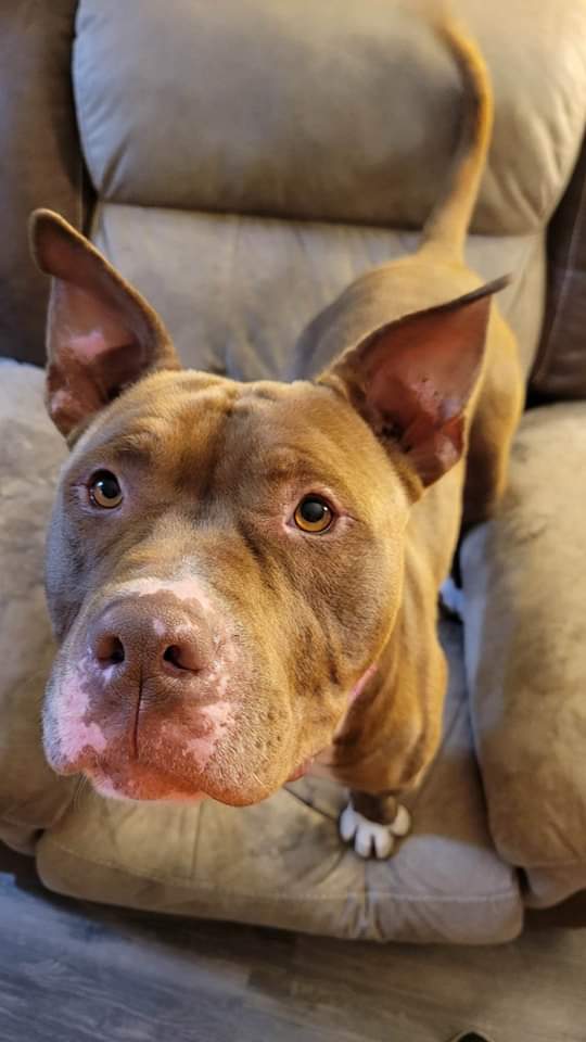 Dog for Adoption - Auggie, a American Pit Bull Terrier in Kronenwetter ...