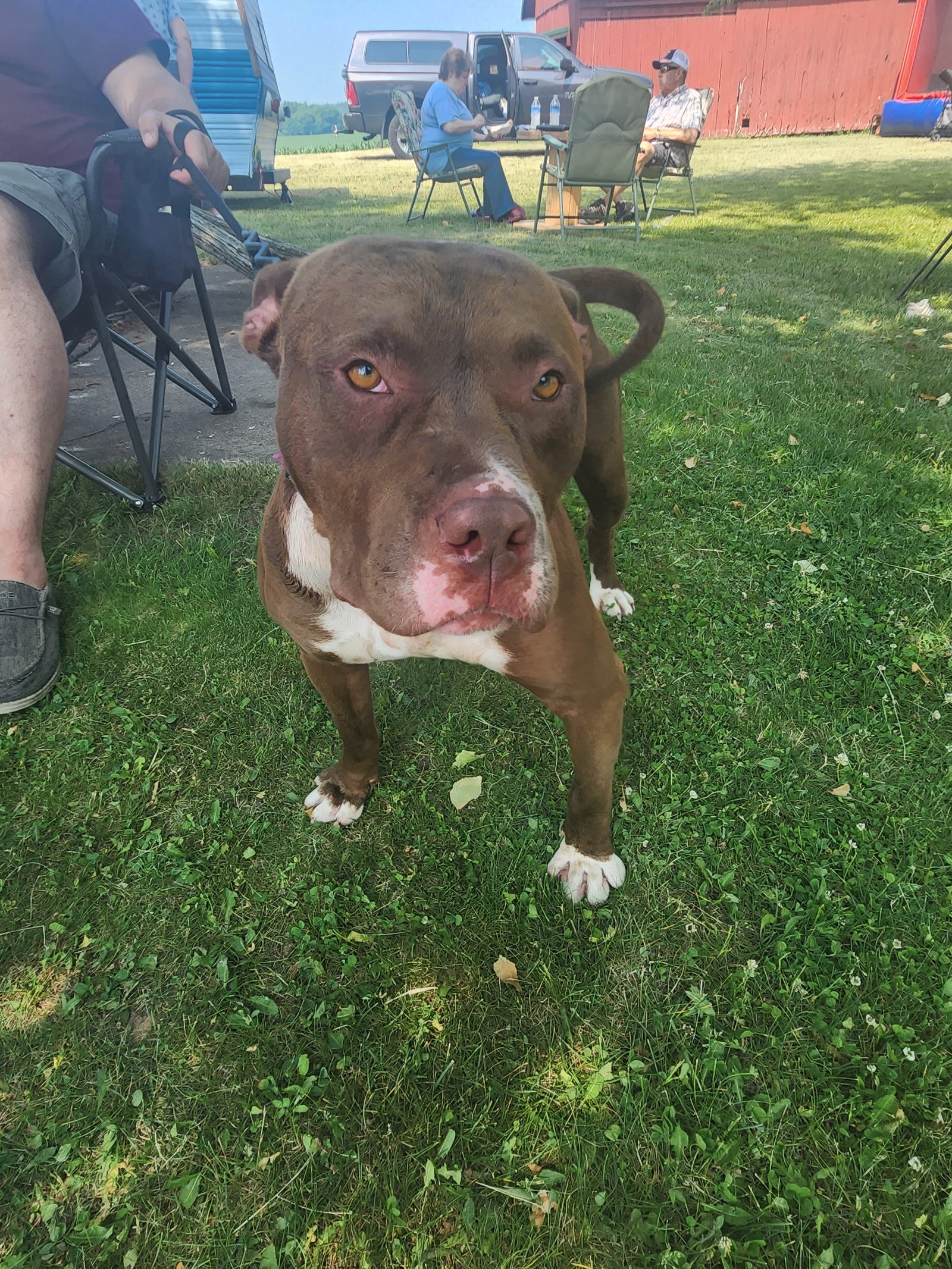 Dog for Adoption - Auggie, a American Pit Bull Terrier in De Pere, WI ...