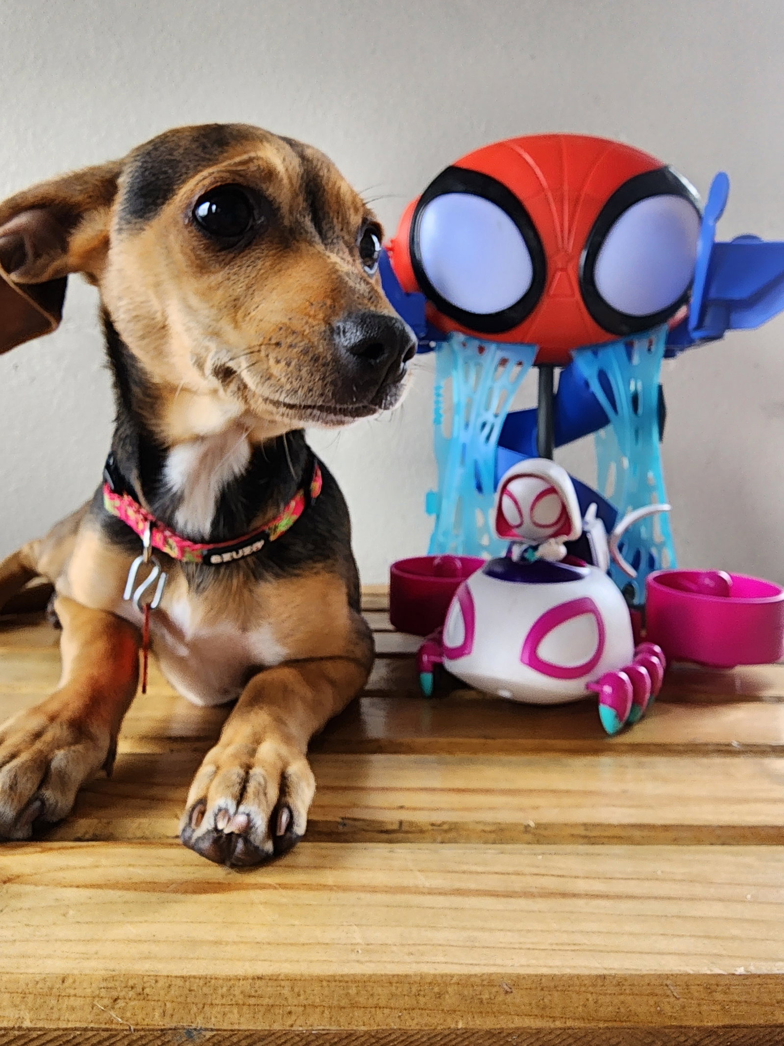 Dog for Adoption - Ghost spider, a Chihuahua in Silver Lake, WI | Alpha Paw