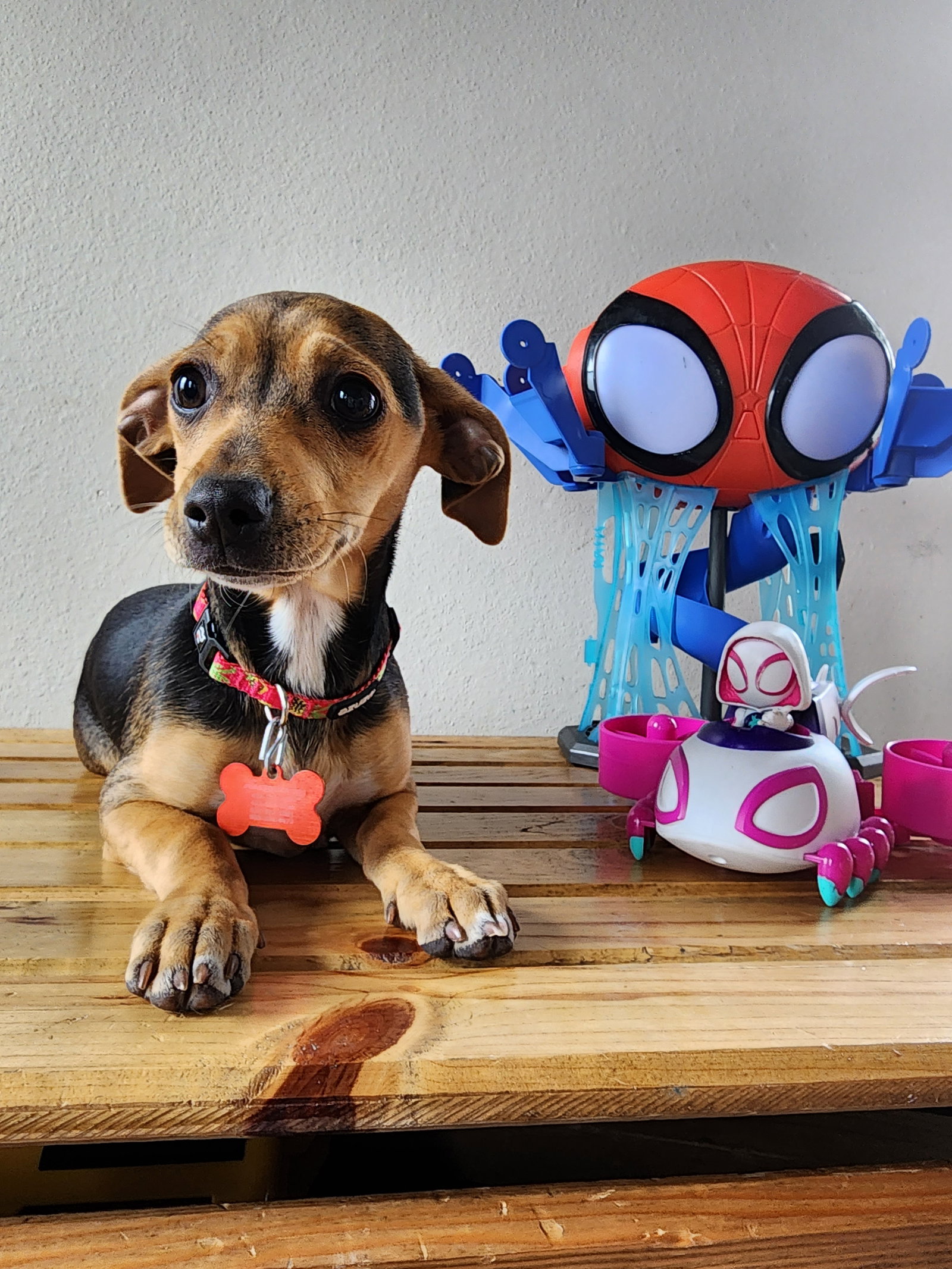 Dog for Adoption - Ghost spider, a Chihuahua in Silver Lake, WI | Alpha Paw