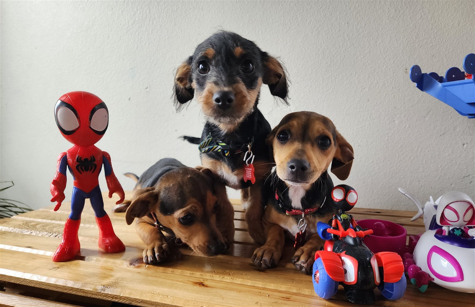 Dog for Adoption - Spidey, a Chihuahua in Rosendale, WI | Alpha Paw