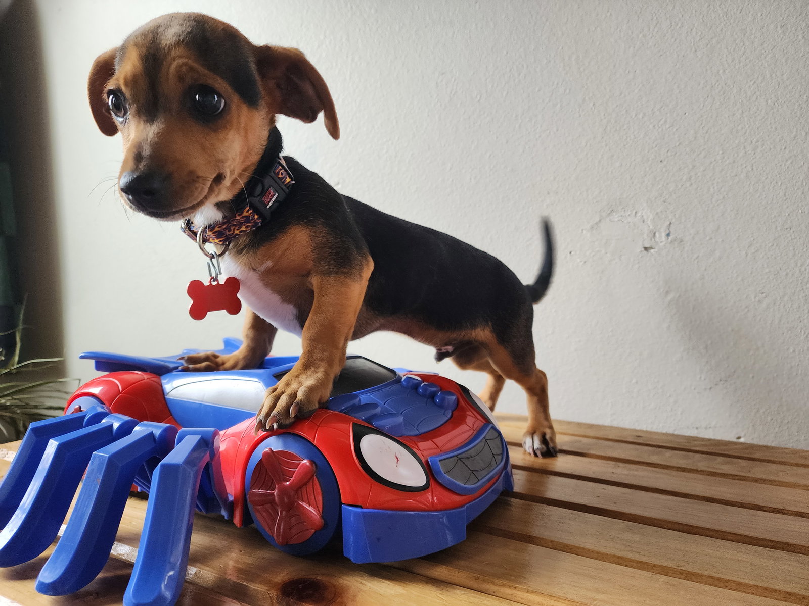 Dog for Adoption - Spidey, a Chihuahua in Rosendale, WI | Alpha Paw