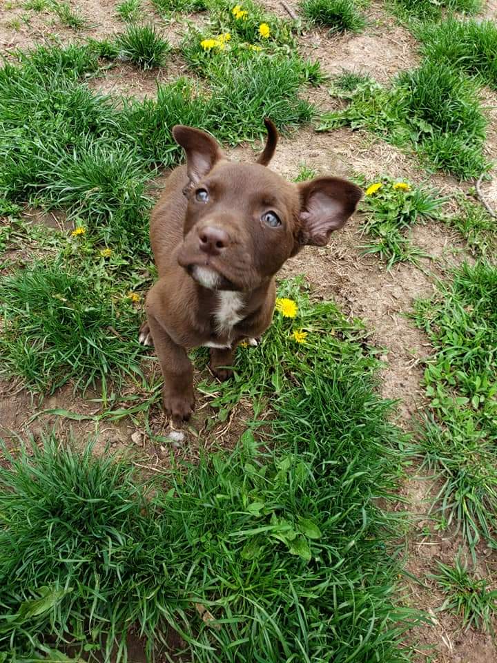 Dog for Adoption - Eclipse, a Labrador Retriever in Harrison, WI ...