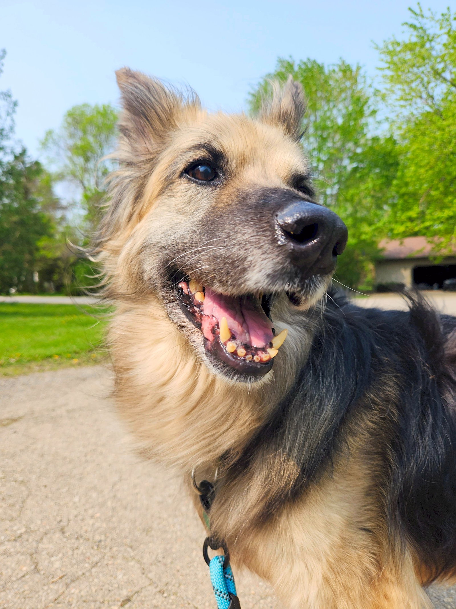 Dog for Adoption - Greta, a German Shepherd Dog in New Holstein, WI ...