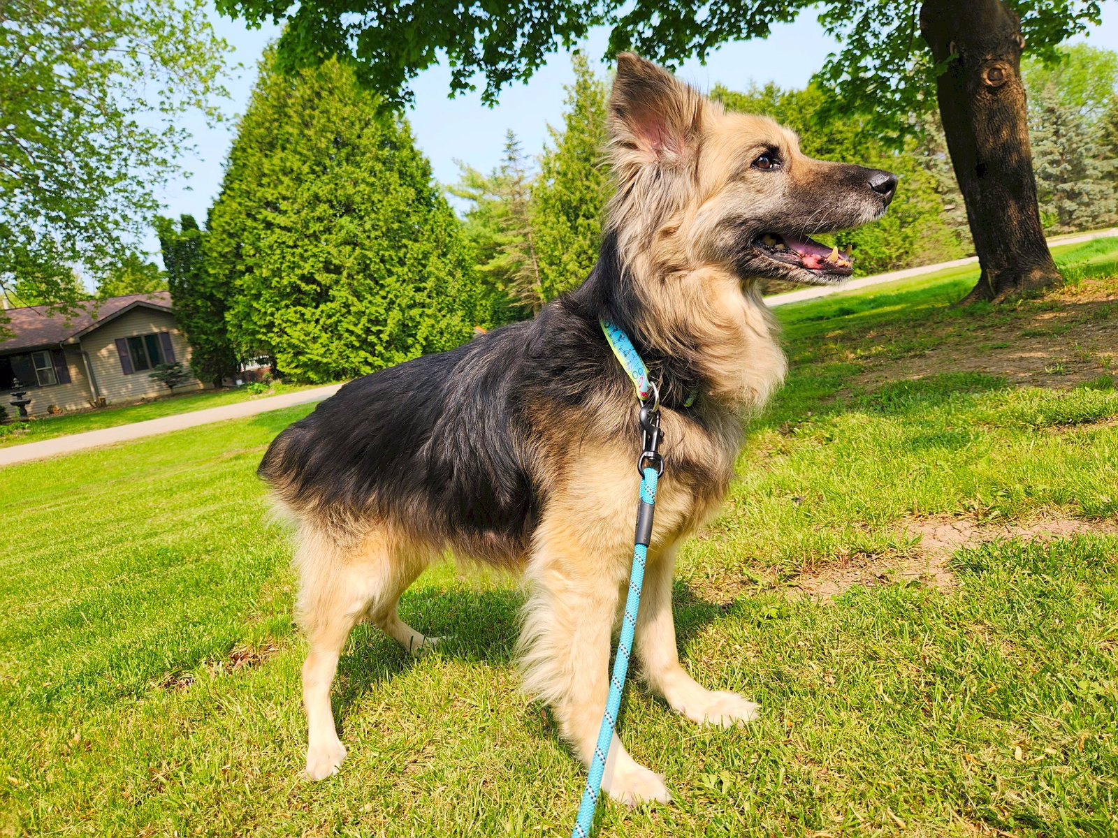 Dog for Adoption - Greta, a German Shepherd Dog in New Holstein, WI ...