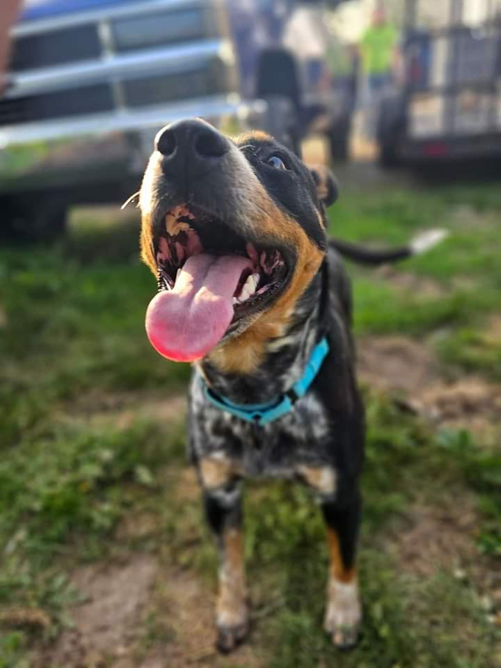 Dog for Adoption - Kayla, a Australian Cattle Dog/Blue Heeler in ...
