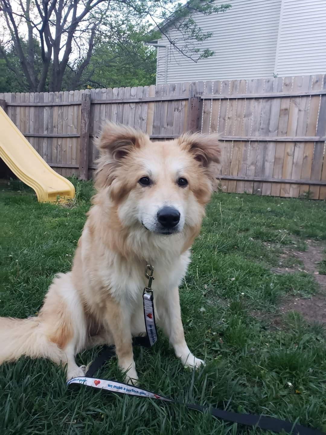 Dog for Adoption - Sailor, a Great Pyrenees in Cato, WI | Alpha Paw