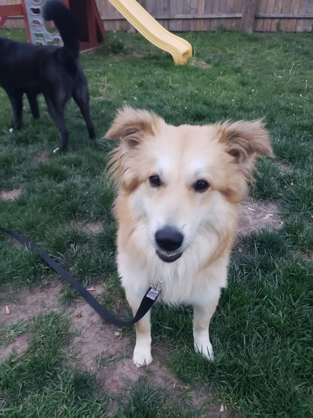 Dog for Adoption - Sailor, a Great Pyrenees in Cato, WI | Alpha Paw