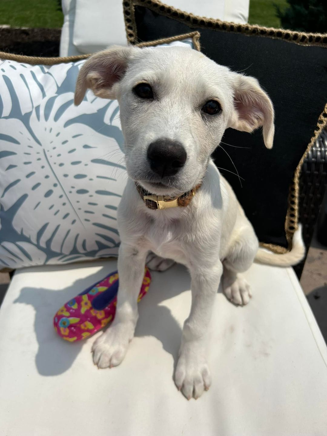 Dog for Adoption - Aqua, a Labrador Retriever in Omro, WI | Alpha Paw