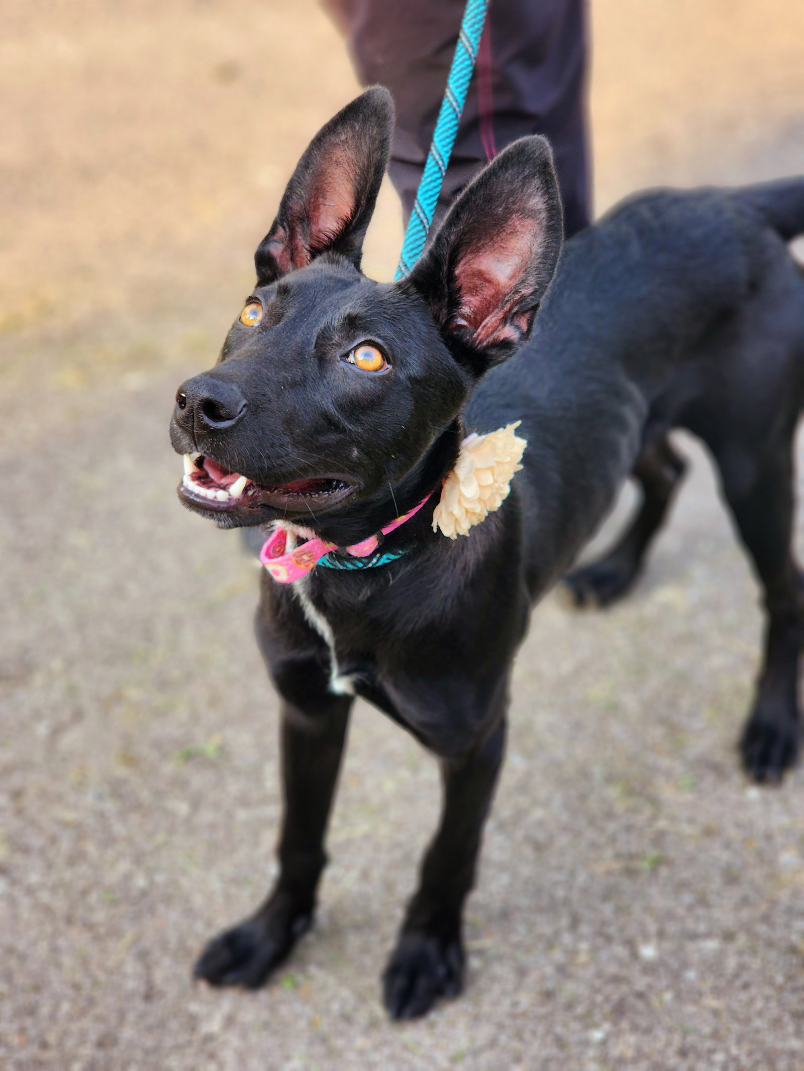 Dog for Adoption - Lydia, a Terrier in Winnebago County, WI | Alpha Paw