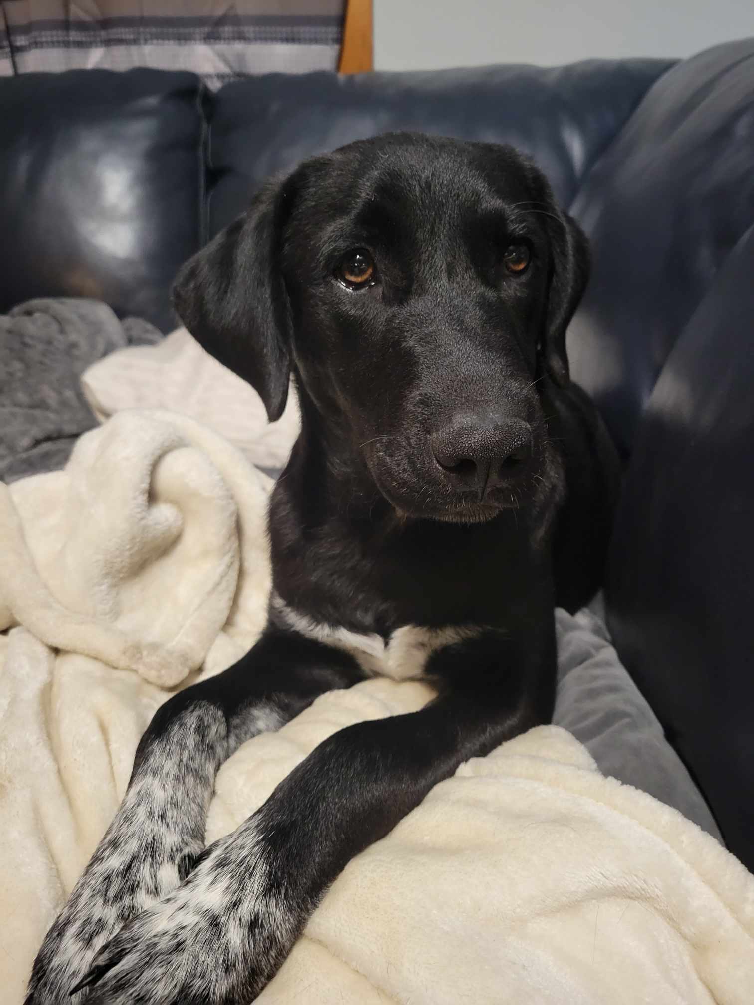 Dog for Adoption - Short Stack, a Labrador Retriever in Brown County ...