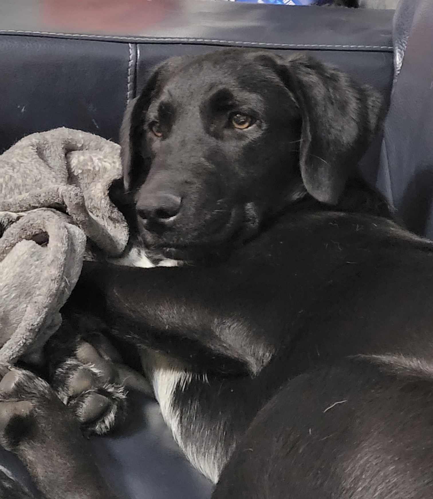 Dog for Adoption - Short Stack, a Labrador Retriever in Brown County ...