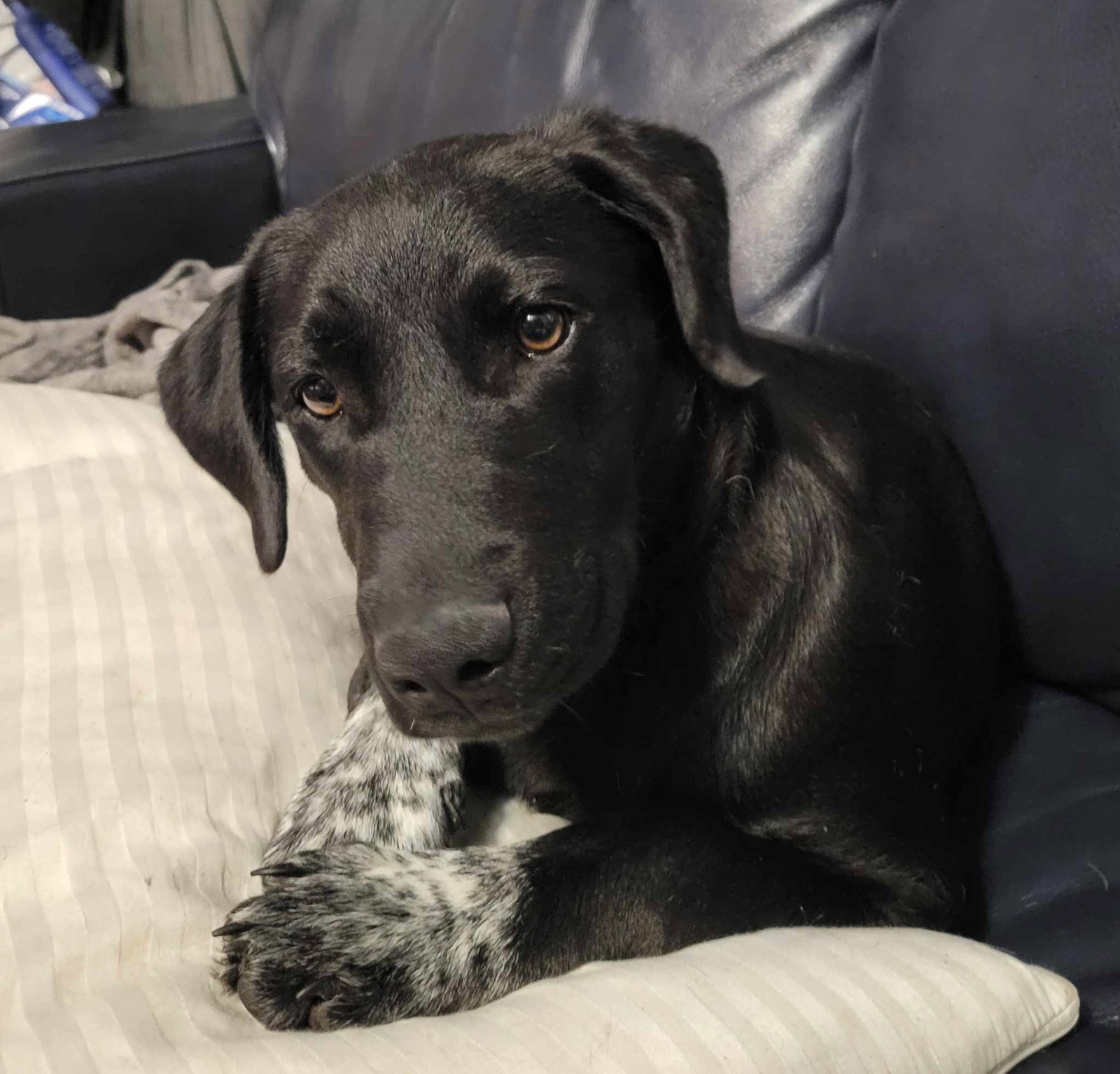 Dog for Adoption - Short Stack, a Labrador Retriever in Brown County ...