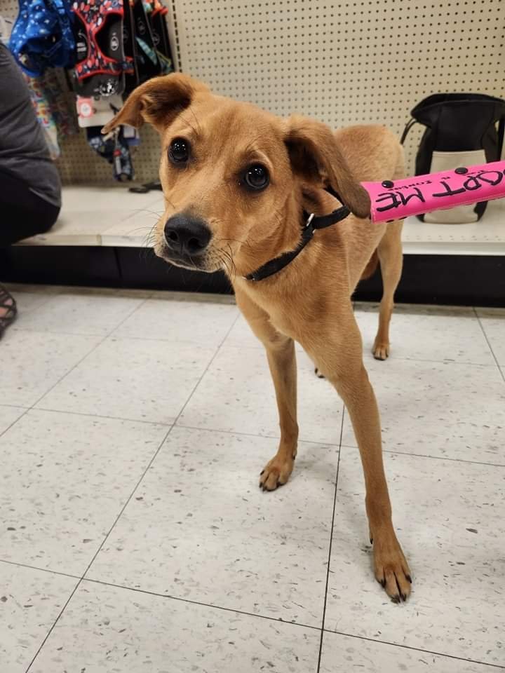 Dog for Adoption - Andy, a Labrador Retriever in Waupaca County, WI ...