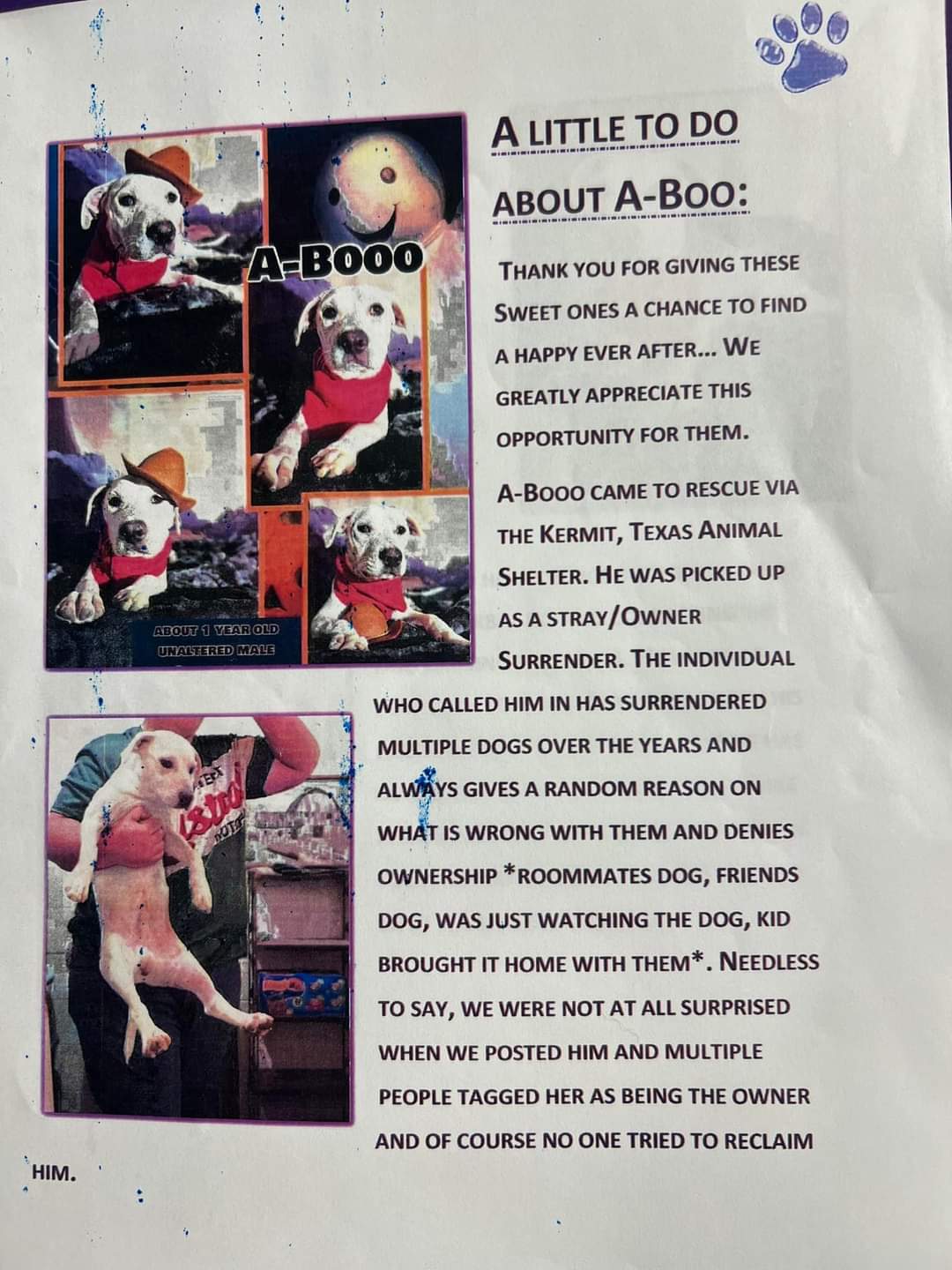 Dog for Adoption - Aboo, a Labrador Retriever in Plover, WI | Alpha Paw