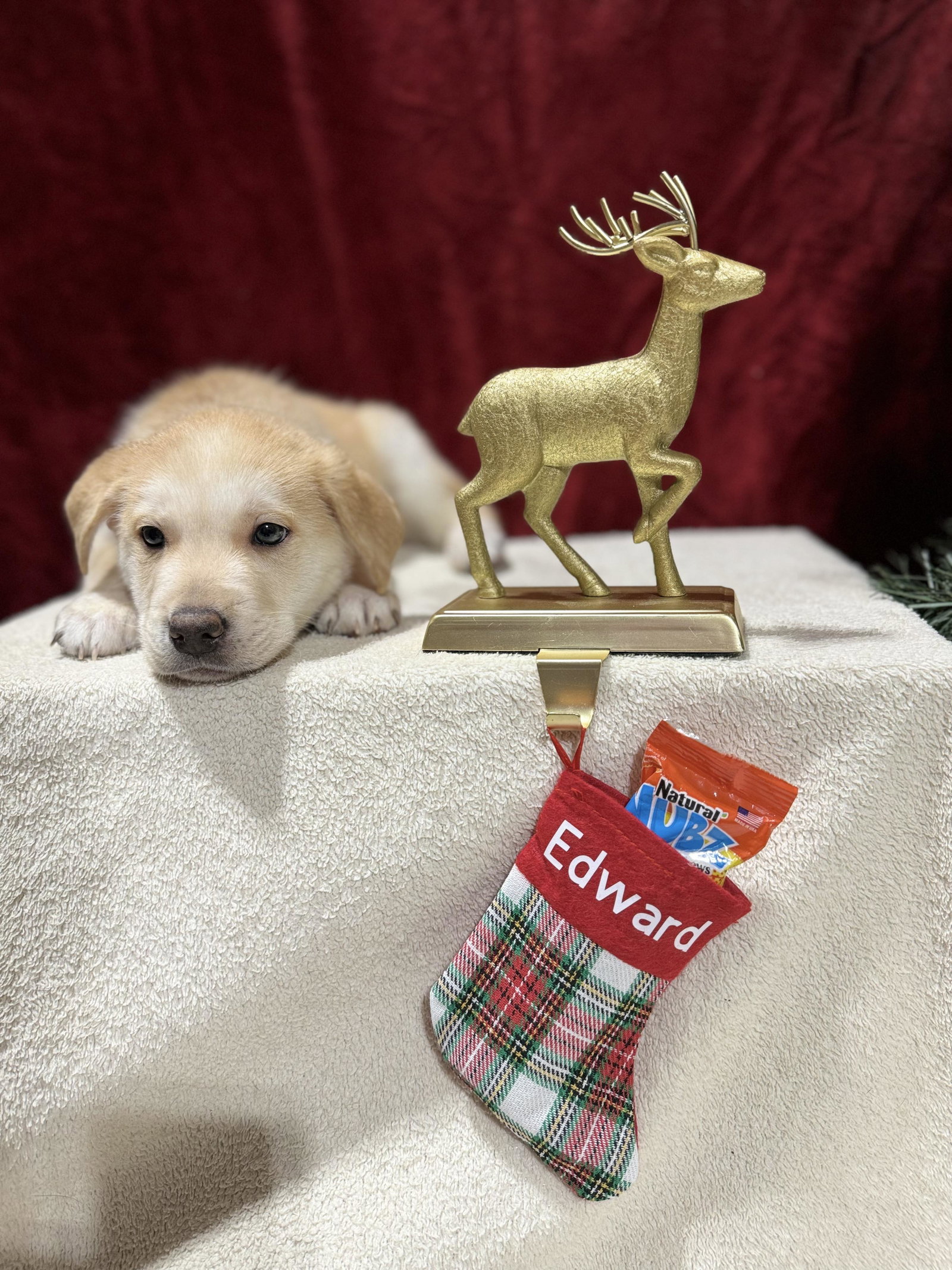 Dog adoption in New London, WI 54961: Husky / Shepherd / Mixed Dog "Edward"